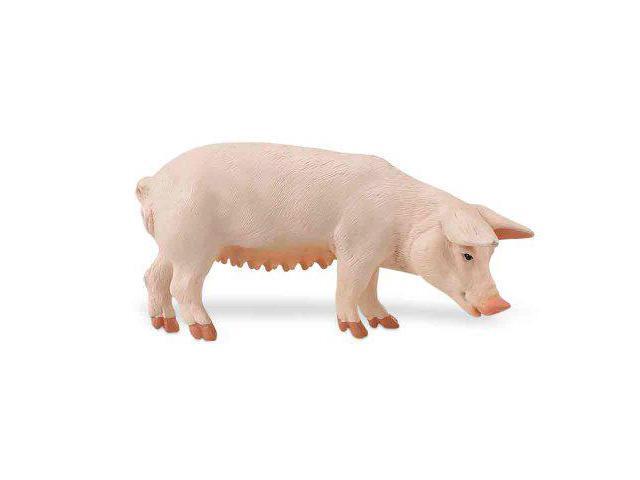 Click here for Sow Pig Safari Farm Safari Ltd prices