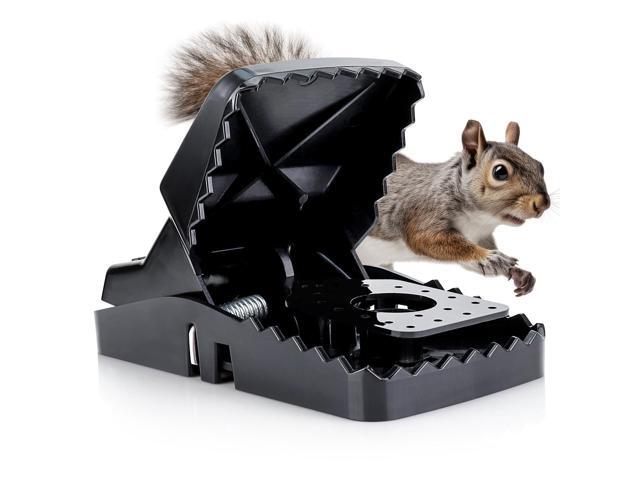 Click here for eXuby Squirrel Trap (2 pack) - Consistent & Humane... prices