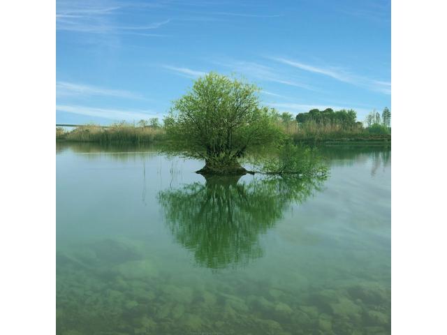 Click here for A Tree in the Lake 40 x 40 Print On Canvas Paintin... prices