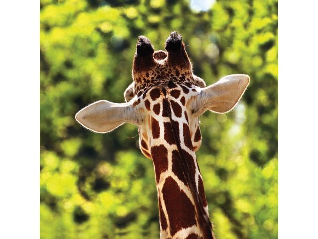 Click here for Giraffe 40 x 40 Print On Canvas Painting Wall Art... prices