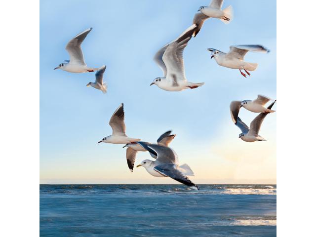 Click here for Seabirds 40 x 40 Print On Canvas Painting Wall Art... prices