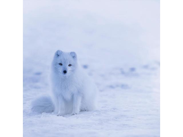 Click here for Snow and Wolf 40 x 40 Print On Canvas Painting Wal... prices