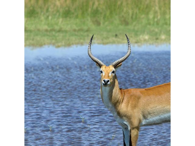 Click here for Antelope 40 x 40 Print On Canvas Painting Wall Art... prices