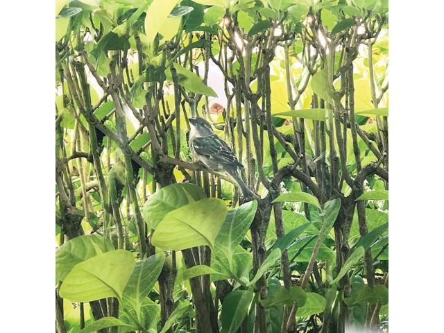 Click here for Birds 40 x 40 Print On Canvas Painting Wall Art Fo... prices