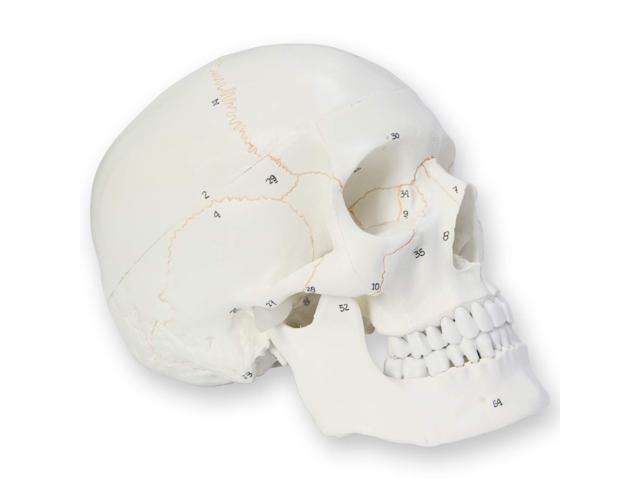 Click here for AUTENS Human Skull Model for Anatomy  3 Part Life... prices