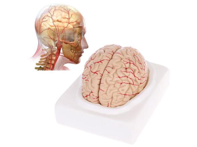 Click here for PVC Disassembled Anatomical Brain Model for specia... prices