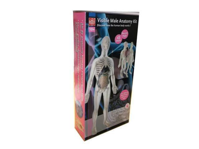 Click here for 37461 - HUMAN VISIBLE MALE ANATOMY KIT HEIGHT:56CM... prices