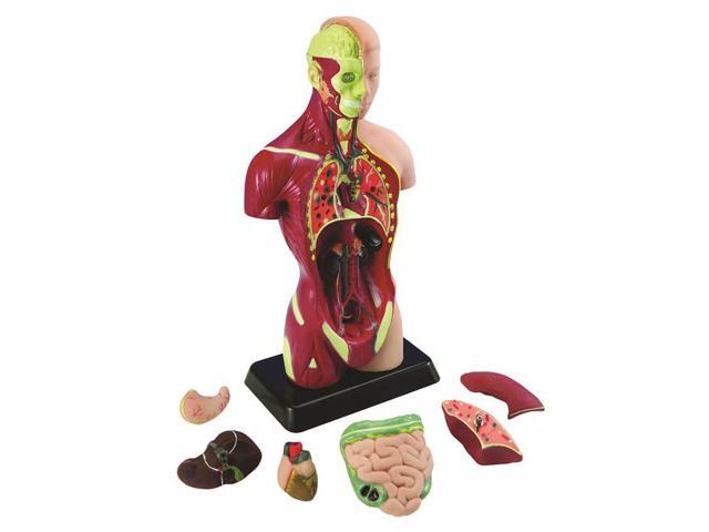 Click here for MK027 - HUMAN TORSO prices