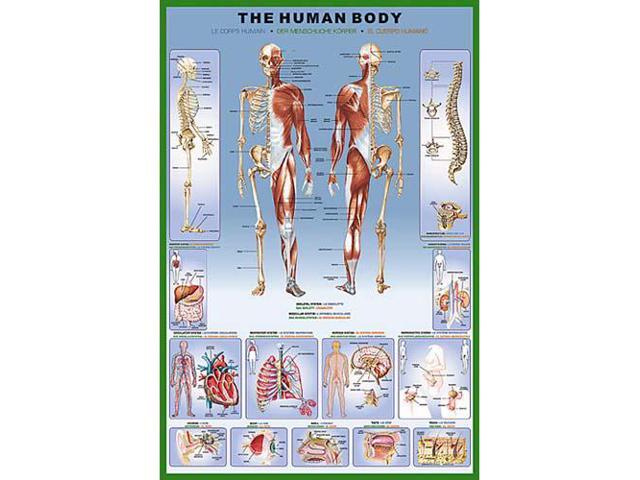 Click here for 2450-1000 - HUMAN BODY POSTER 36X24 INCHES prices