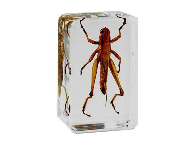 Click here for 01032 - REAL BUGS-MIGRATORY BIRD LOCUST prices