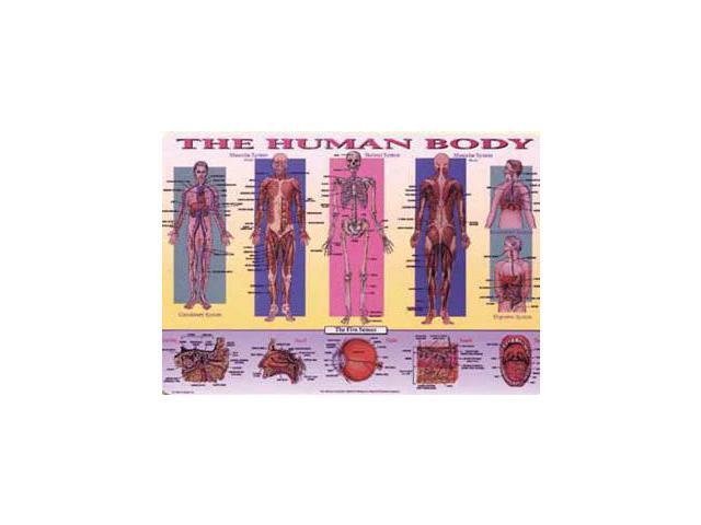 Click here for PLP-HUM-1 - PLACEMAT THE HUMAN BODY prices