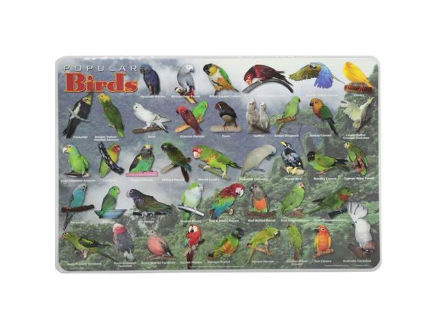 Click here for PLP-BIR-1 - PLACEMAT POPULAR BIRDS prices