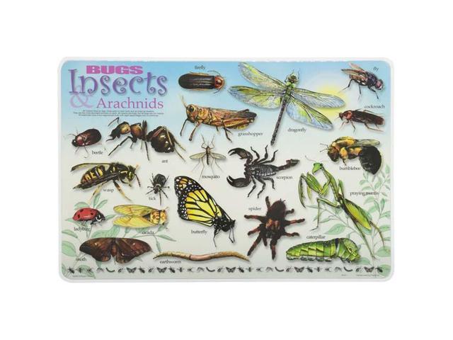 Click here for PLP-BUG-1 - PLACEMAT BUGS INSECTS AND ARACHNIDS prices