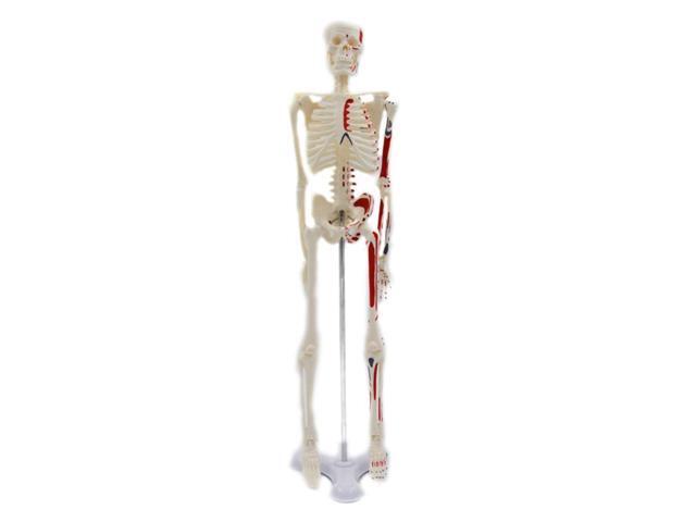 Click here for Human Skeleton Model Colored for Anatomy 17 Movabl... prices