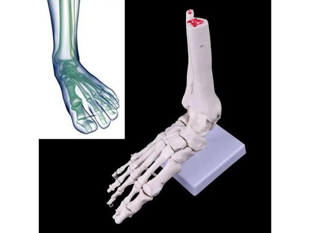 Click here for Life size Foot Ankle Joint Anatomical Skeleton Mod... prices