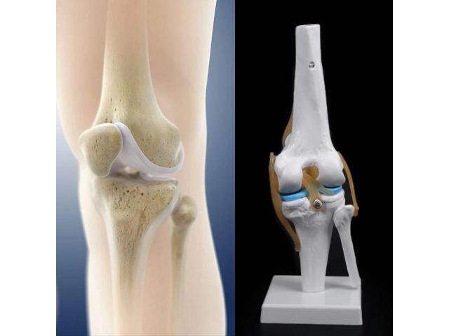 Click here for Human Anatomical Knee Joint Flexible Skeleton Mode... prices