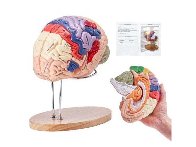 Click here for VEVOR Human Brain Model Anatomy  2X Life-Size 4-Pa... prices
