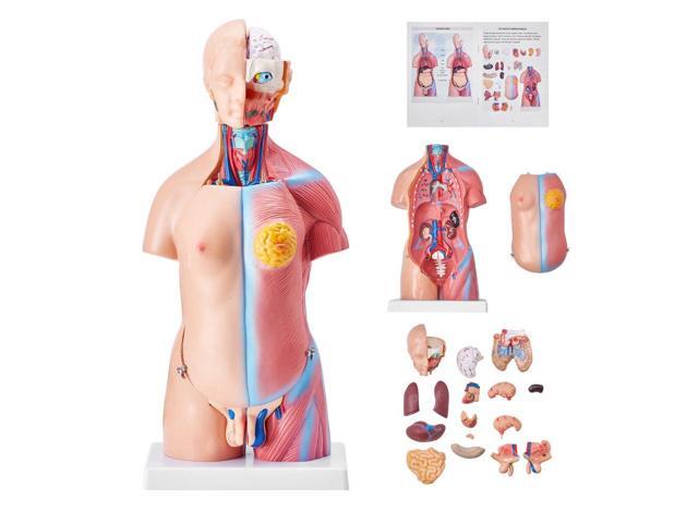 Click here for VEVOR Human Body Model  23 Parts 18 inch  Human To... prices