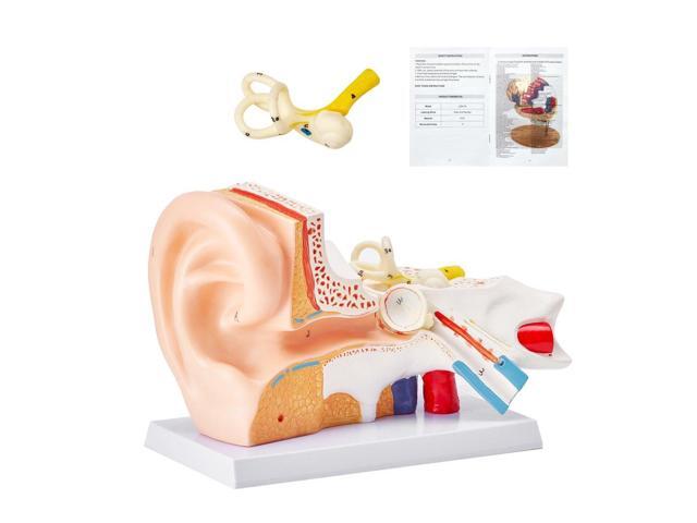Click here for VEVOR Human Ear Anatomy Model  3 Parts 5 Times Enl... prices