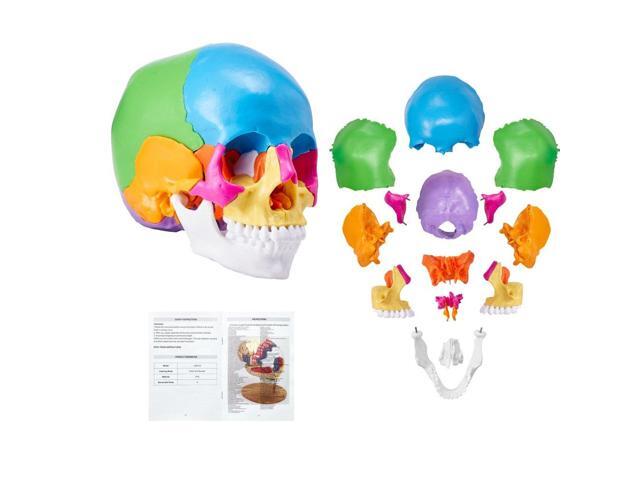 Click here for VEVOR Human Skull Model  22 Parts Human Skull Anat... prices