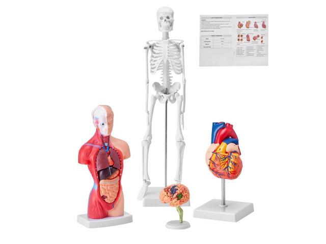 Click here for VEVOR Human Anatomy Models Bundle Set  Brain  Huma... prices