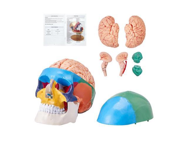 Click here for VEVOR Human Skull Model  8 Parts Brain & 3 Parts S... prices