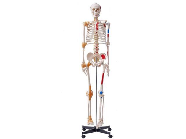 Click here for VEVOR Human Skeleton Model for Anatomy  71.65 Life... prices