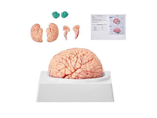 Click here for VEVOR Human Brain Model Anatomy  1:1 Life-Size 9-P... prices