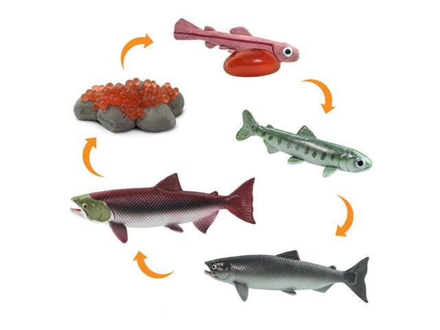 Click here for Life Cycle Of A Salmon Safariology Safari Ltd prices