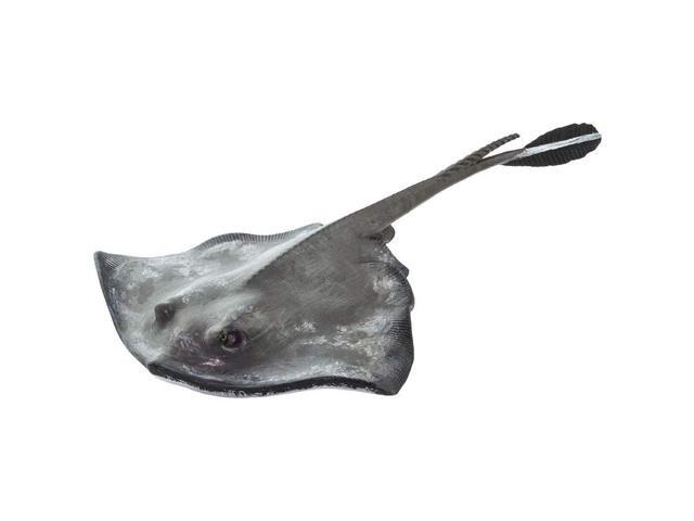 Click here for Sting Ray Incredible Creatures Safari Ltd 100507 prices
