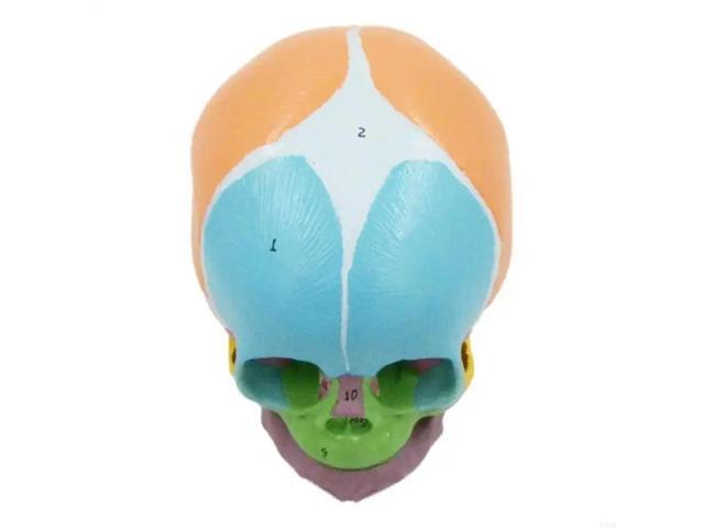 Click here for Baby Head Skull Model  Baby Skeleton Model for Dis... prices