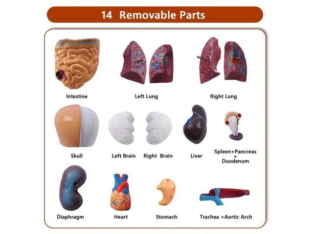 Click here for Ageryu Workmanshipp-Human Torso Body Model Anatomy... prices