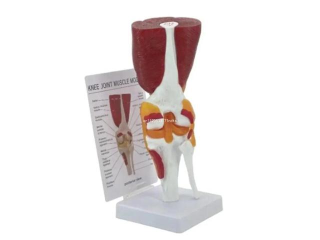 Click here for Human Knee Anatomy Model Human Knee Joint Model Te... prices
