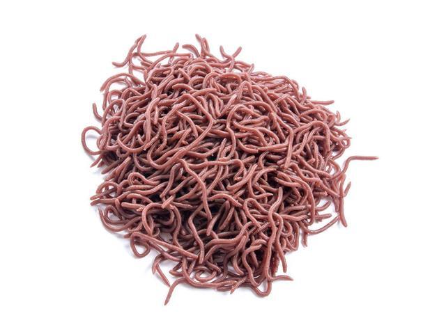 Click here for 50pcs Lifelike Red Worm Soft Lure Earthworm Fishin... prices
