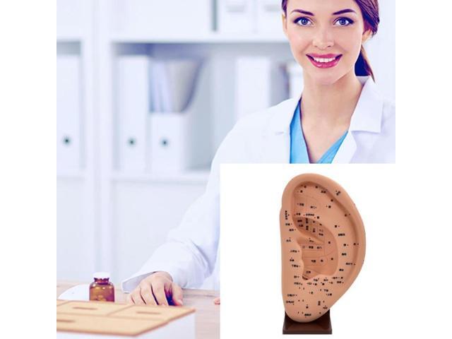 Click here for Ear Teaching Ear Acupoint Learning Model Ear Acupo... prices