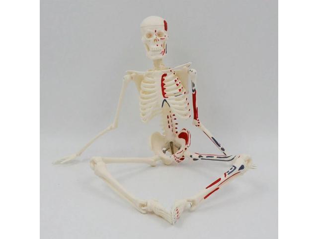 Click here for Medical Mini Human Skeleton Model for Anatomy 17.7... prices
