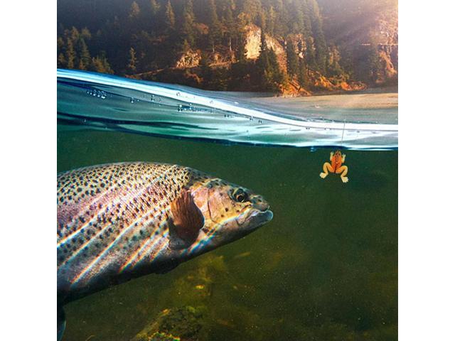 Click here for Frog Lure Soft Bait with Anti Bite Steel Fishing L... prices