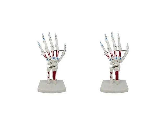 Click here for 2X Skeleton Hand Model  Hand Joint Model  With Wri... prices