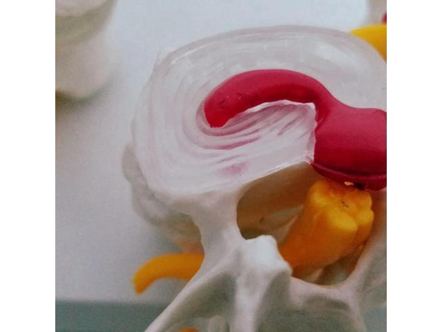 Click here for 1 Pcs Human Shoulder Joint Model Accurate Shoulder... prices