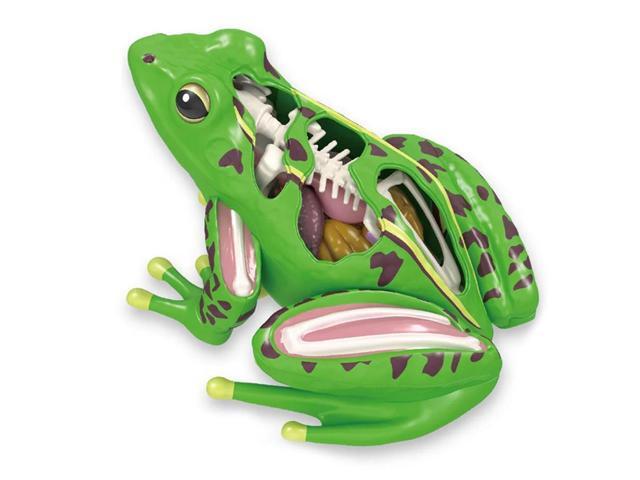 Click here for 4D Frog Anatomy Model Detachable Frog Organs STEM... prices