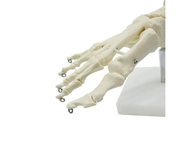 Click here for 1:1 Human Skeleton Foot Anatomy Model Foot And Ank... prices