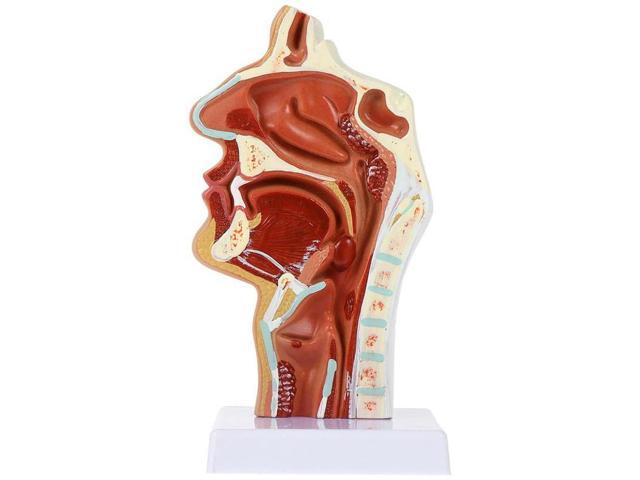 Click here for Nasal Cavity Model Oral Cavity Model Pharynx Laryn... prices