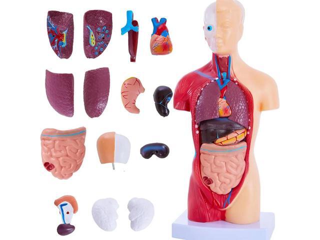 Click here for Human Anatomy Study Models - 15-Piece Removable 11... prices