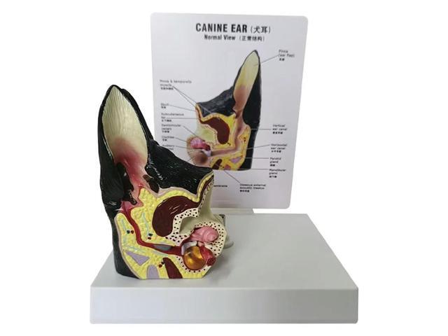 Click here for Veterinary Science Animal Anatomy Dog Ear Lesion A... prices