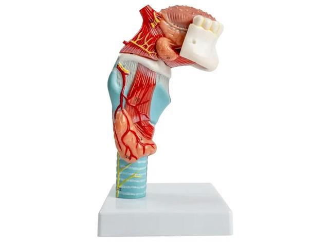 Click here for Tongue Teeth Toothy Anatomy Model  Life-Size Human... prices