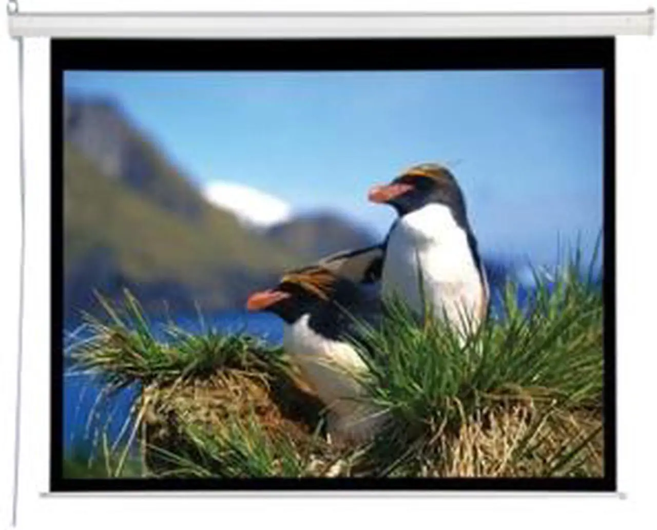 Draper AccuScreens Projection Screen - Newegg.com