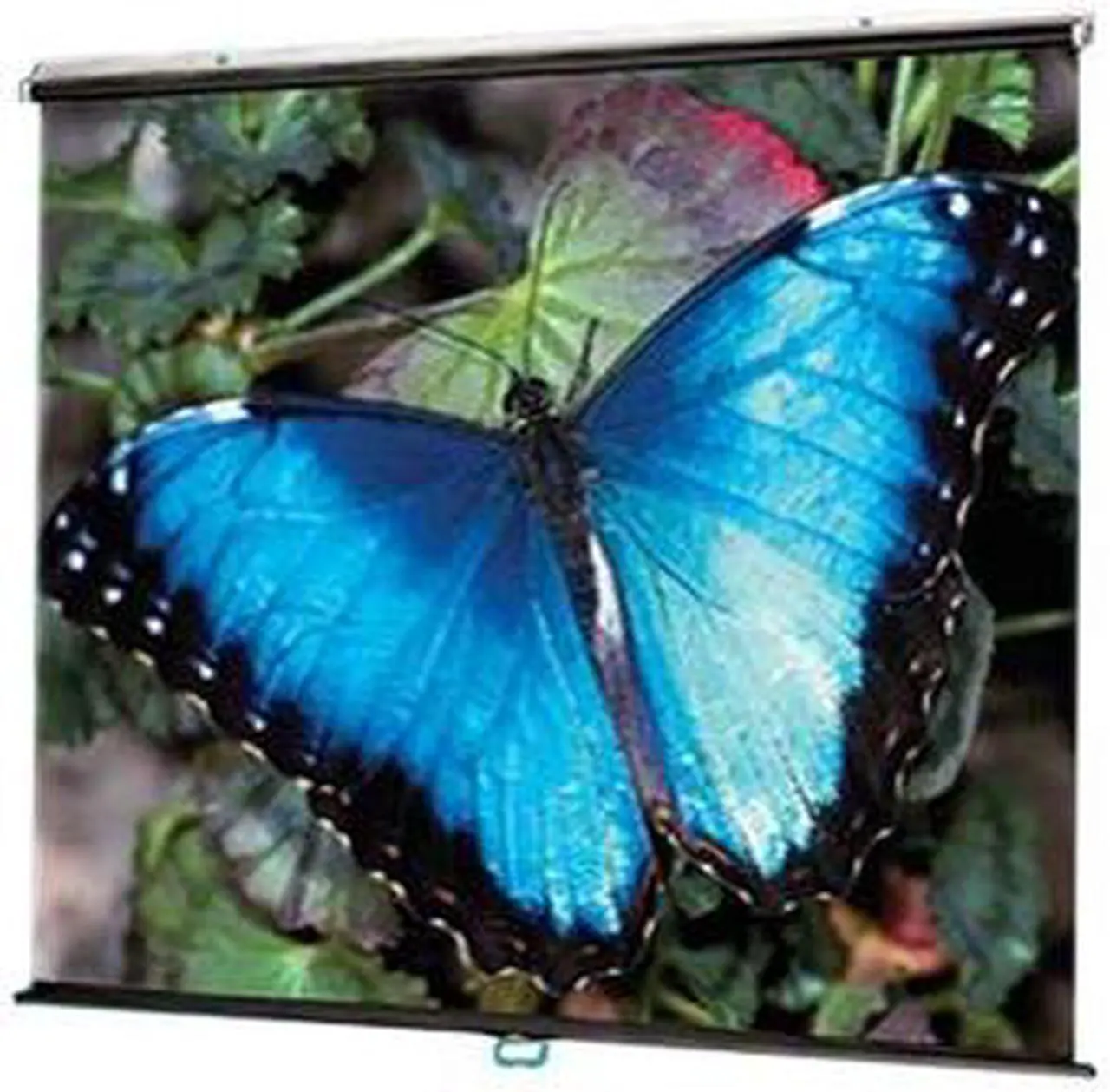 Draper V Screen Manual Wall and Ceiling Projection Screen - Newegg.com