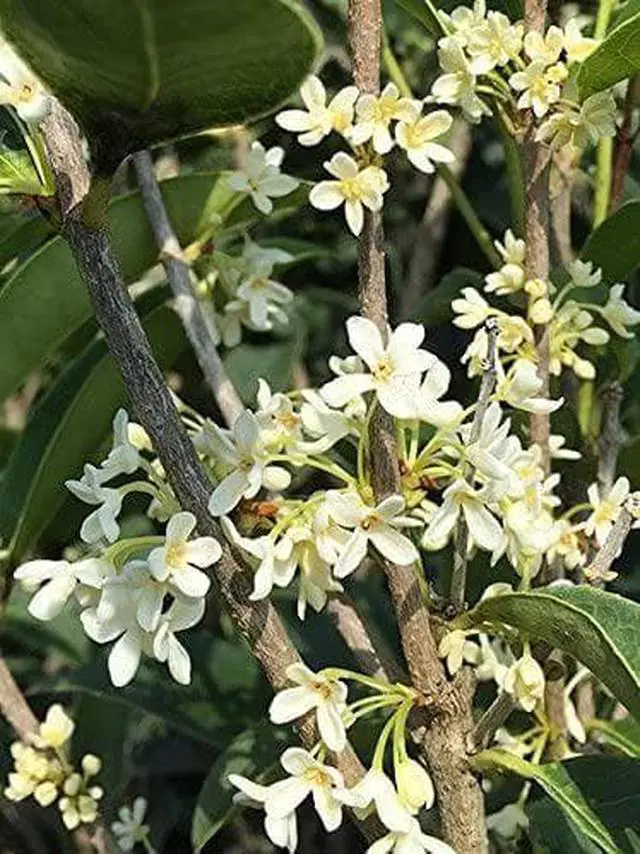 Sweet Olive Flower