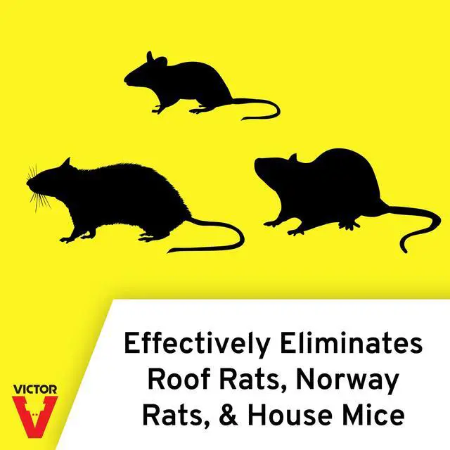 How To Kill Rats In House | ppgbbe.intranet.biologia.ufrj.br